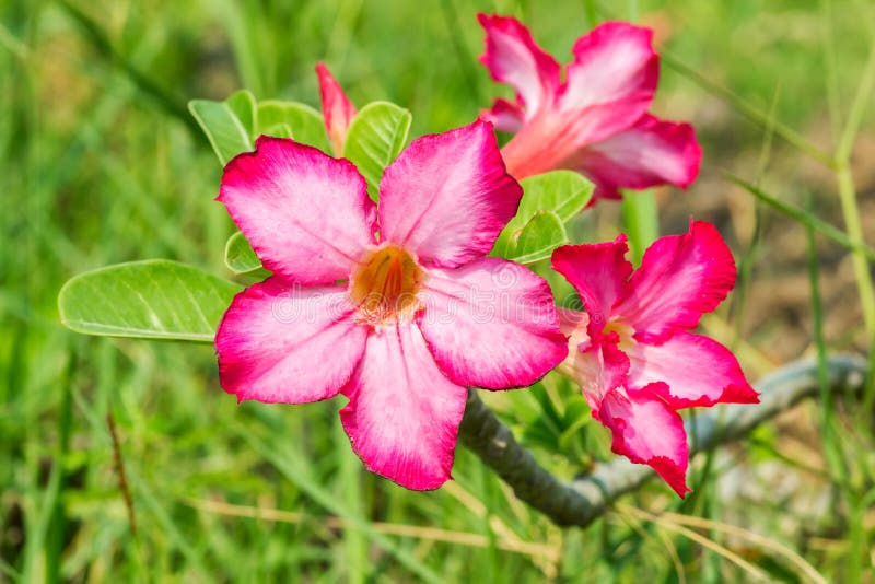 Adenium Multiflorum Flower. Stock Photo - Image of botanical, bloom ...