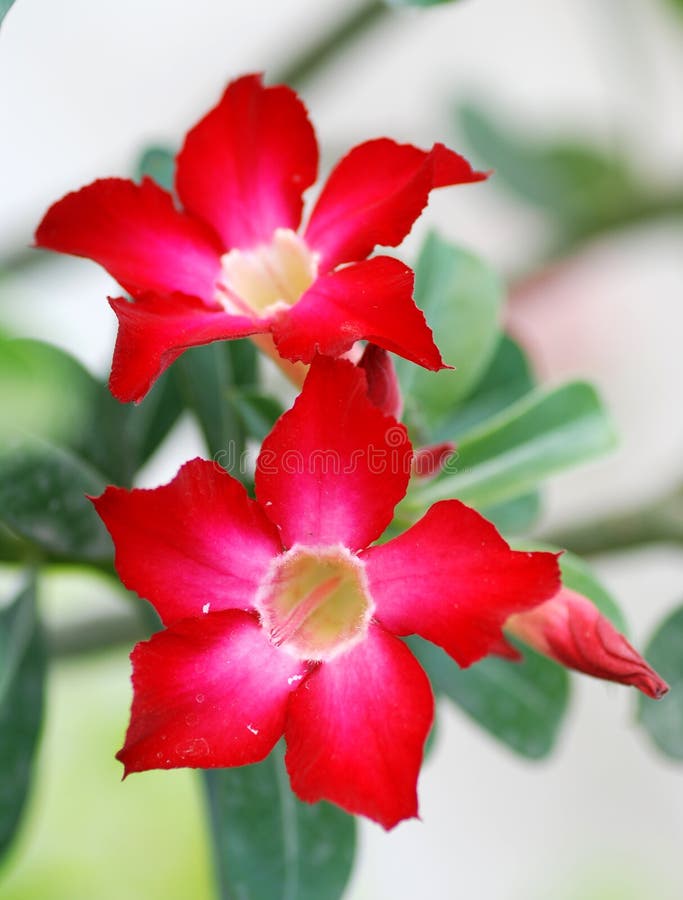 Adenium obesum tree stock image. Image of flower, branch - 29709679