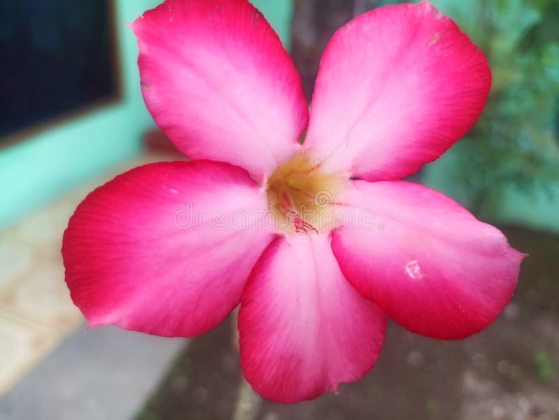 Adenium Obesum, Better Known As Desert Rose, Stock Photo - Image of ...