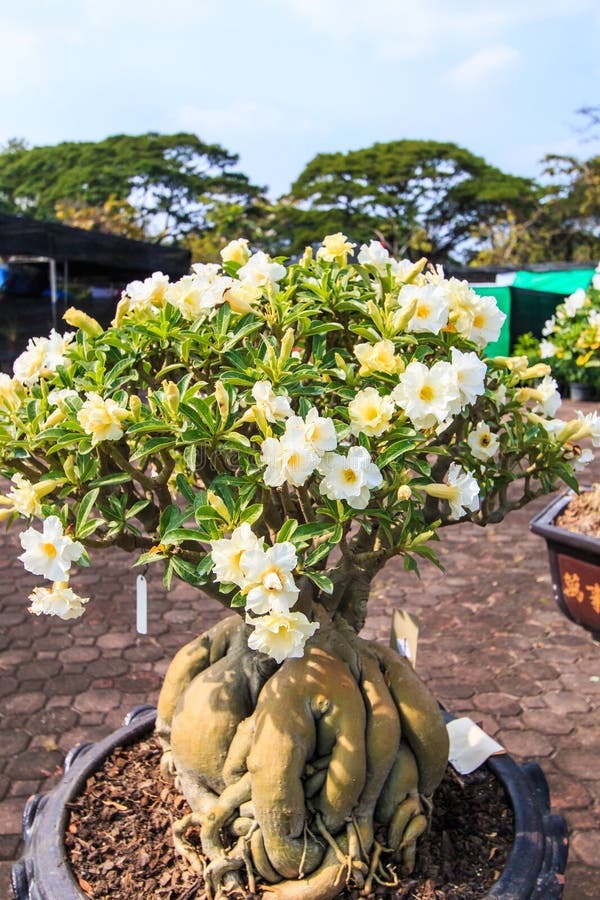 Adenium Obesum Or Bonsai Tree Stock Image Image Of Foliage Flora