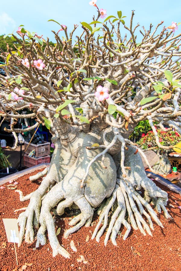 Adenium Obesum or Bonsai Tree Stock Image - Image of beautiful, beauty ...