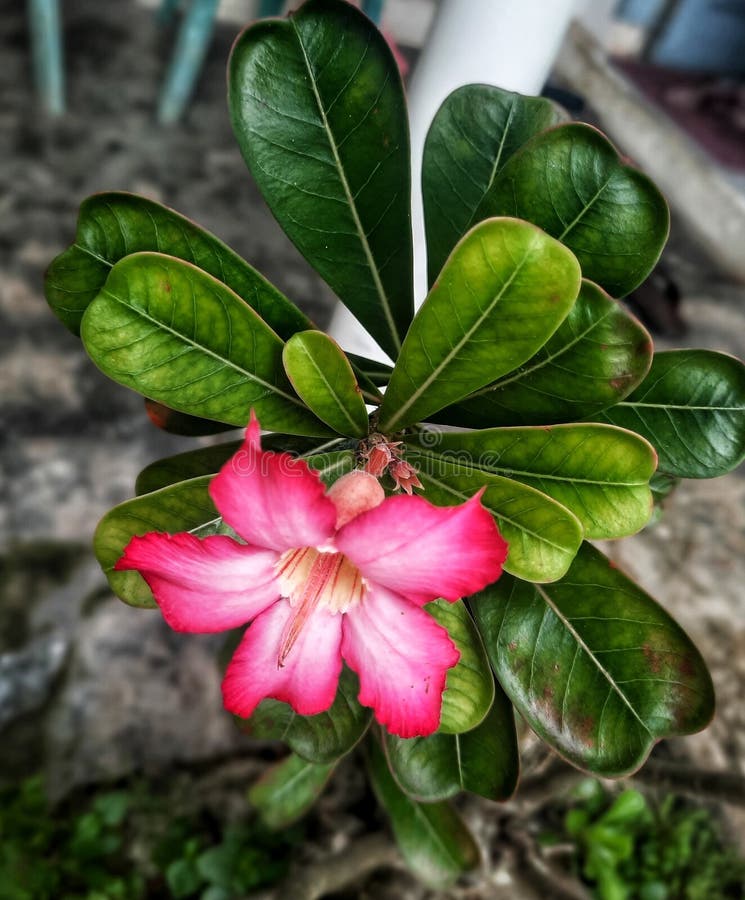 Adenium obesum tree stock image. Image of flower, branch - 29709679