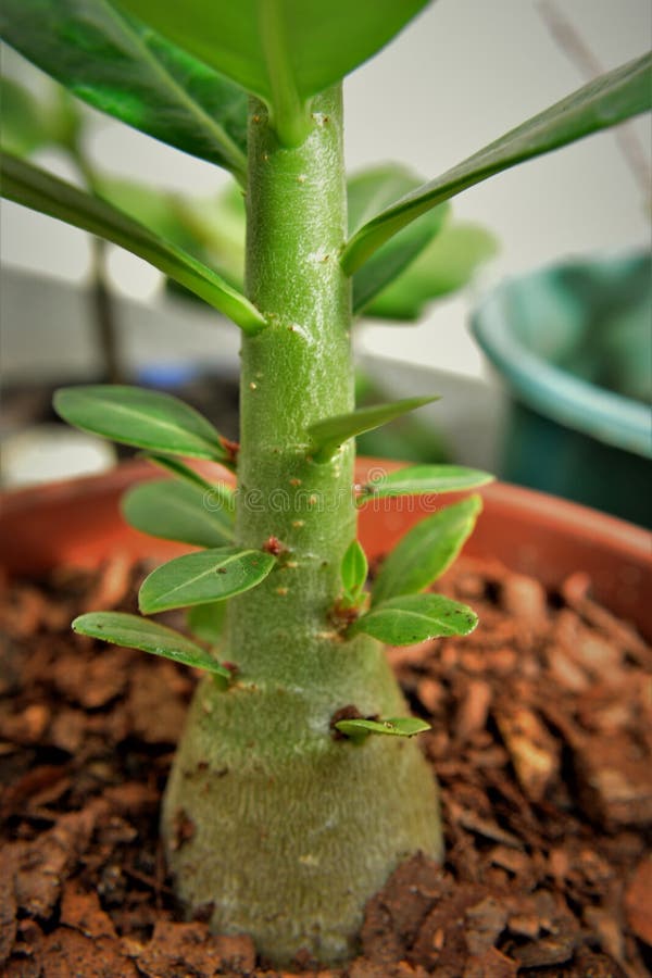 Adenium Obesum Seedling Growing in the Pot Stock Photo - Image of ...