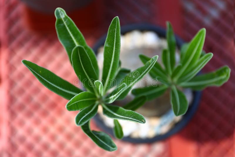 Adenium obesum tree stock image. Image of impala, park - 81818247