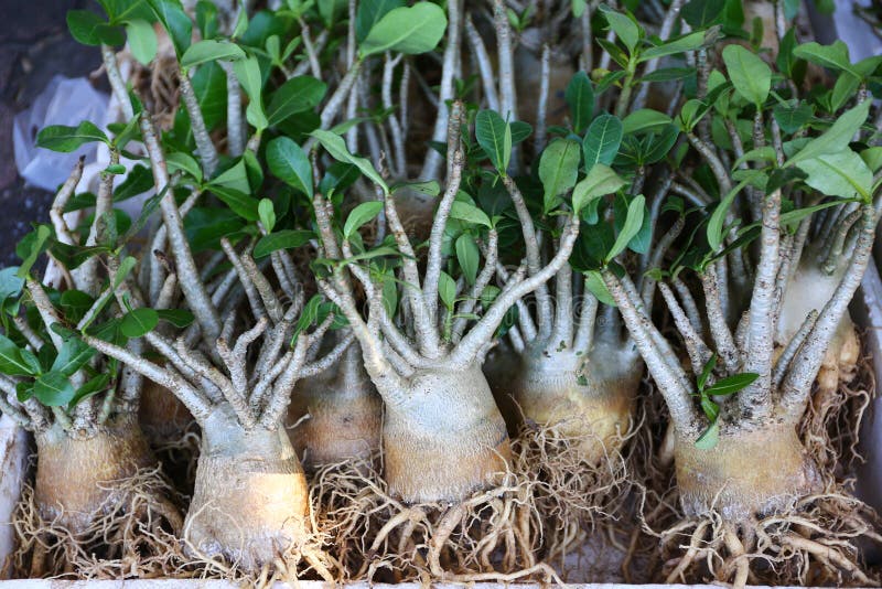 Adenium obesum tree stock image. Image of adenium, lily - 81818443