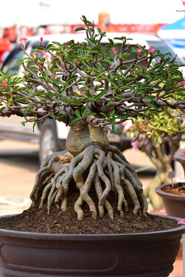 Adenium obesum tree stock image. Image of flower, branch - 29709679