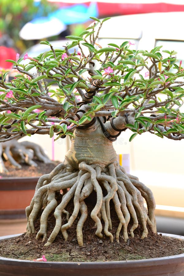 Adenium obesum tree stock image. Image of flower, branch - 29709679