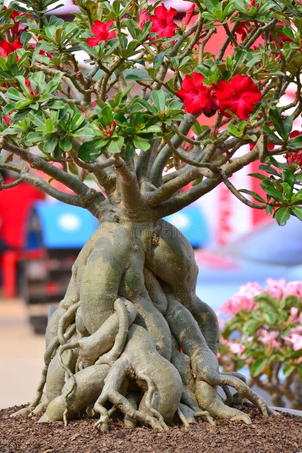 Adenium obesum tree stock image. Image of flower, branch - 29709679