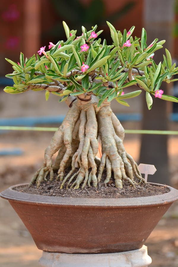 Adenium obesum tree stock image. Image of flower, branch - 29709679