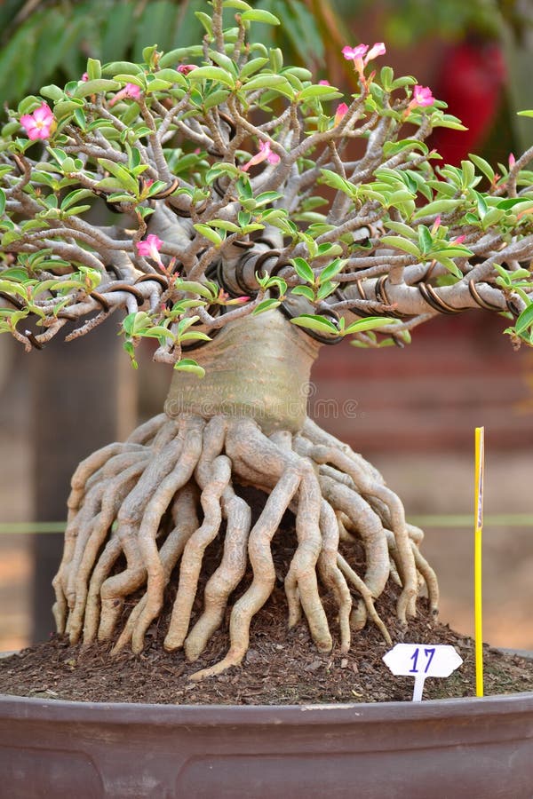 Adenium obesum tree stock image. Image of flower, branch - 29709679
