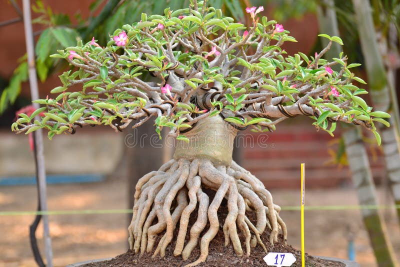 Adenium obesum tree stock image. Image of flower, branch - 29709679