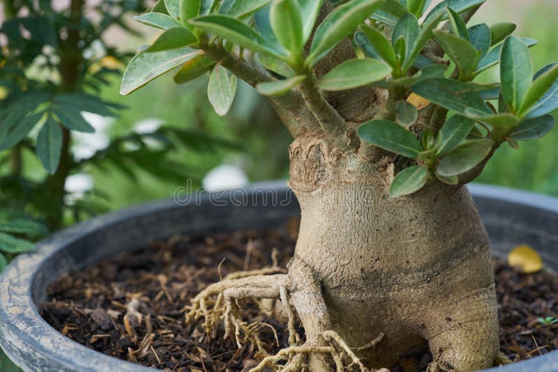 Adenium Obesum tree stock photo. Image of soil, adenium - 98636698