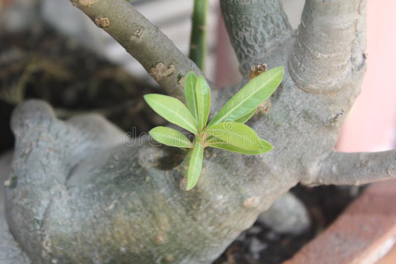 Adenium Plant Adenium Flower Stock Image - Image of branch, insect ...