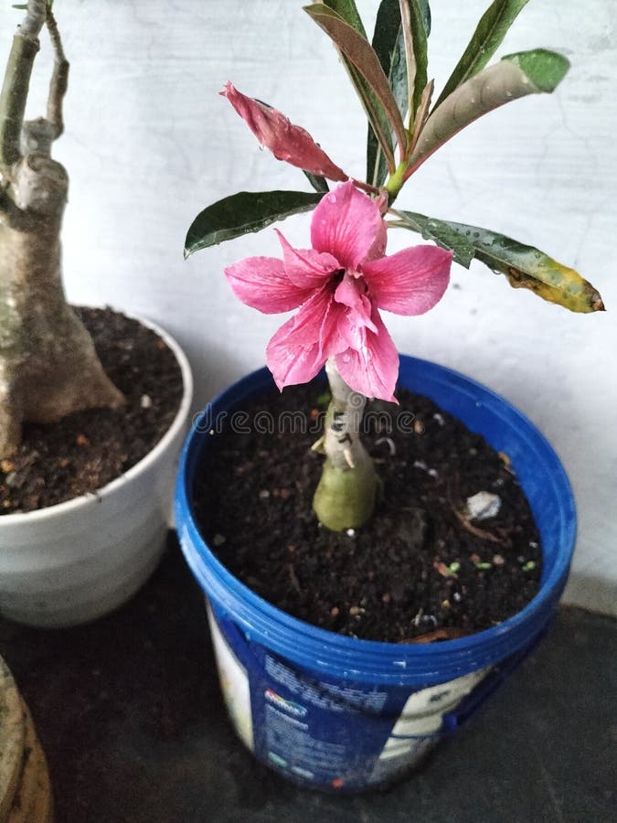 Adenium plant flower stock photo. Image of colour, petal - 263264814