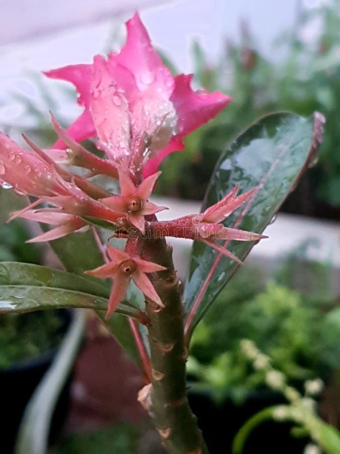 Adenium Plant on Rainy Days Stock Image - Image of days, green: 262854367