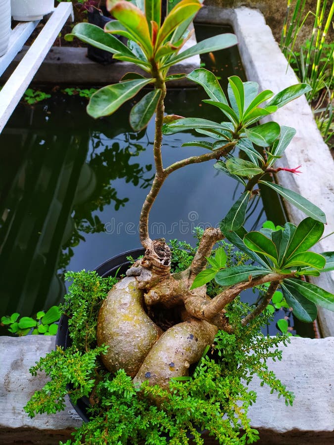 Adenium stock photo. Image of pond, adenium, plant, flower - 201377144