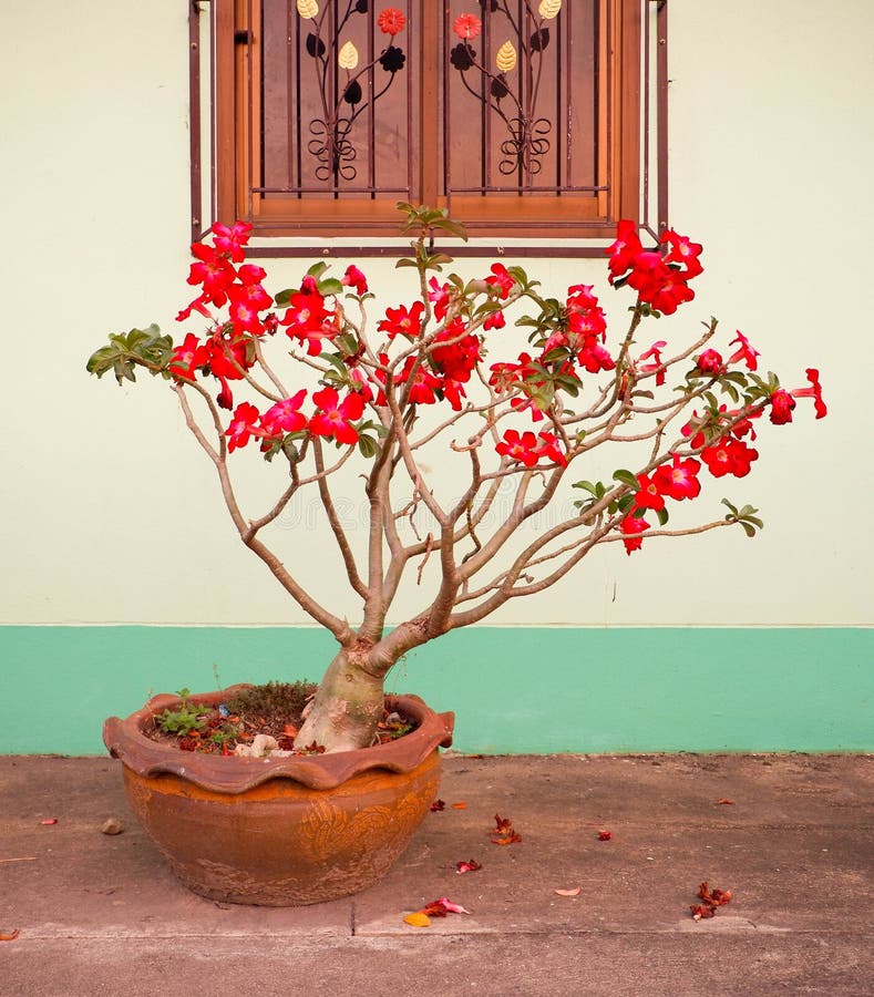 Adenium in pot stock image. Image of adenium, asian, houseplant - 91037235