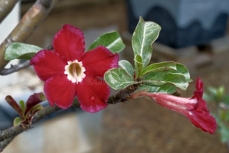 Red Adenium Flower in the Garden Stock Photo - Image of plant, high ...