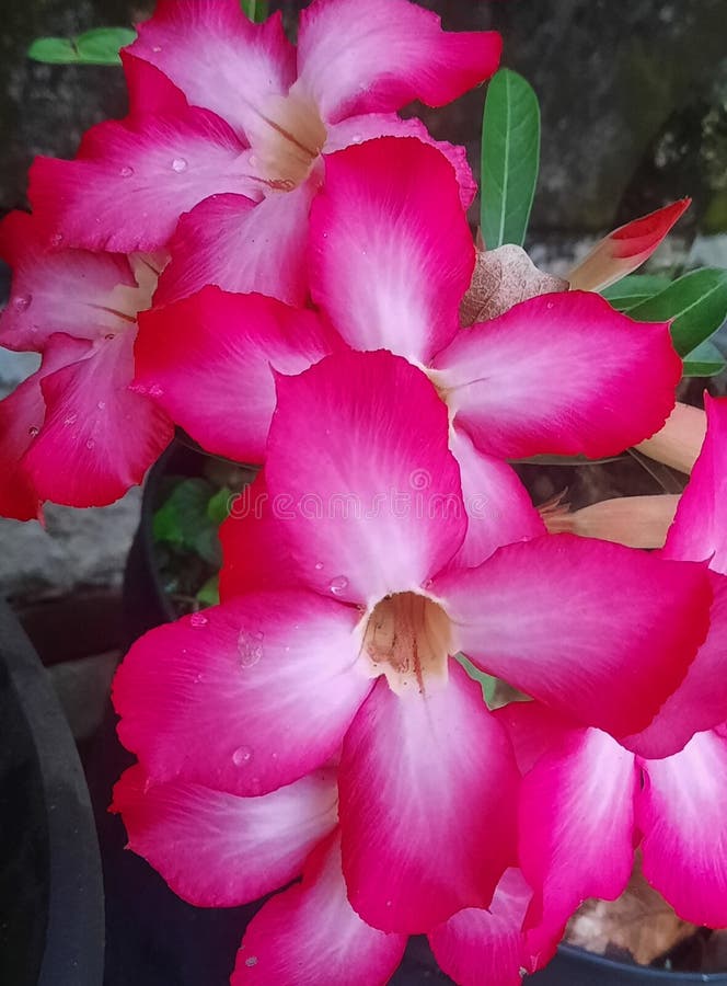Adenium stock photo. Image of natures, flowers, kamboja - 323230534