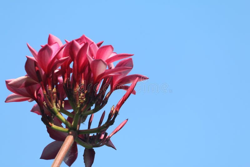 Adenium stock image. Image of blue, adenium, beauty - 124227921