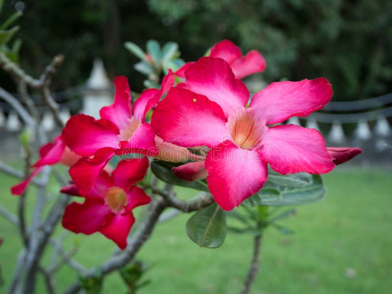 Adenium Rojo De La Flor Del Desierto Imagen de archivo - Imagen de ...