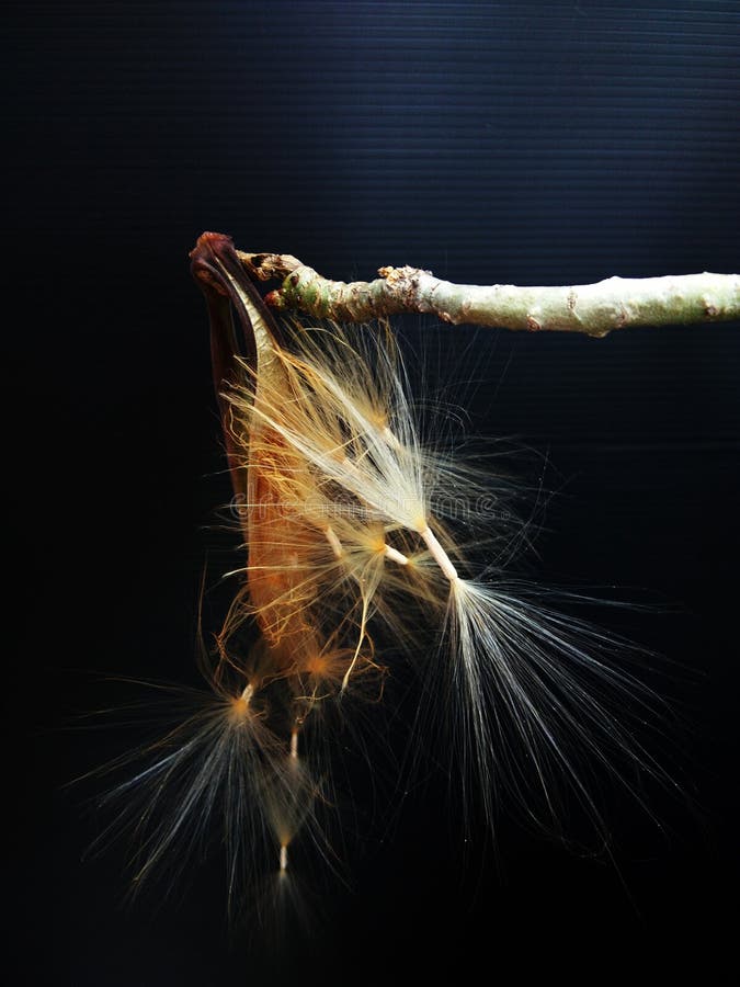 Adenium seed pod stock image. Image of stalk, botany - 102774485