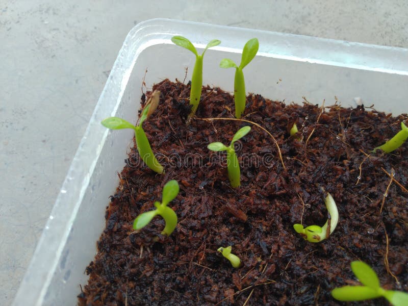 Adenium Seed Sprouts stock image. Image of produce, adenium - 211604015