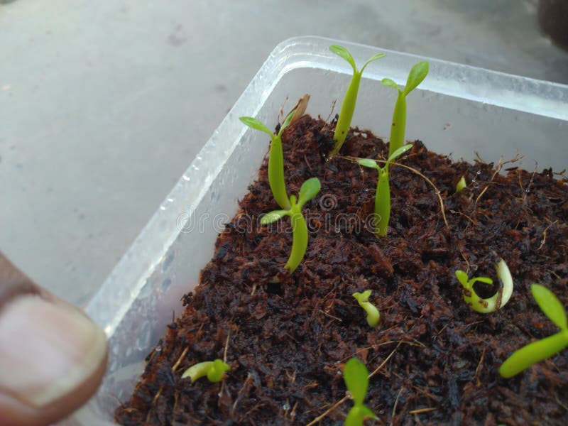 Adenium Seed Sprouts stock image. Image of flower, green - 211604031