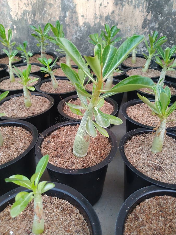 Adenium Seedlings in the Pot Stock Photo - Image of soil, seedlings ...