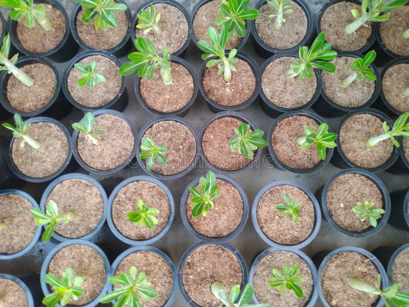 Adenium Seedlings in the Pot Stock Photo - Image of fruit, dish: 236549568