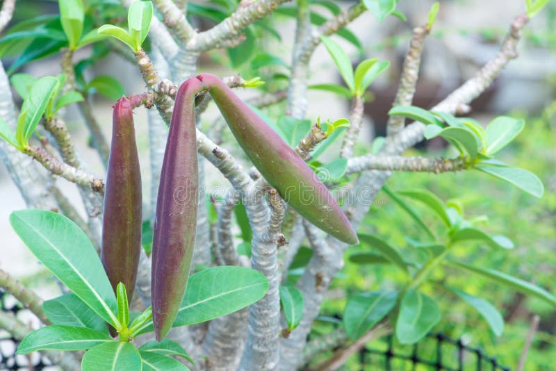 Adenium Seeds from the Pods Stock Photo - Image of fresh, houseplant ...