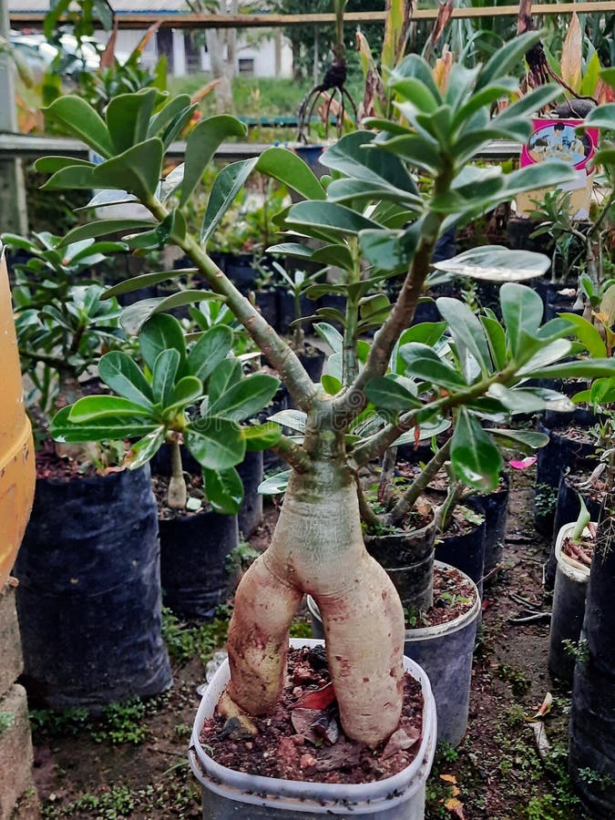 The Amazing Root System of Redwood Trees Sequoia Sempervirens Stock ...