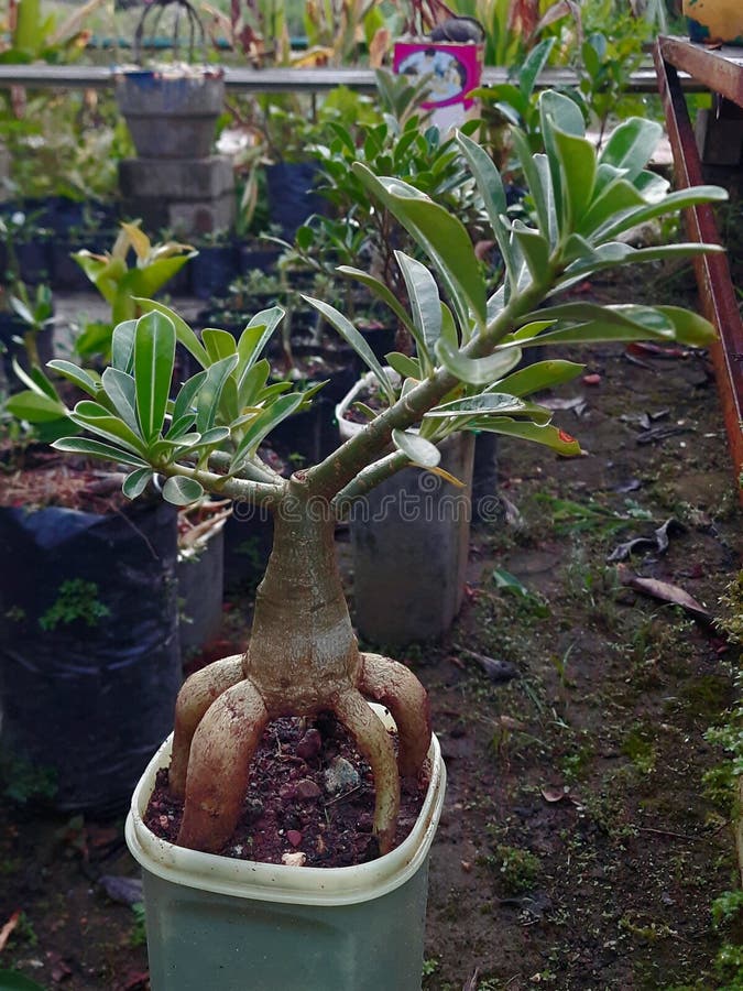 Adenium Tree with Amazing Root Stock Image - Image of green, tree ...