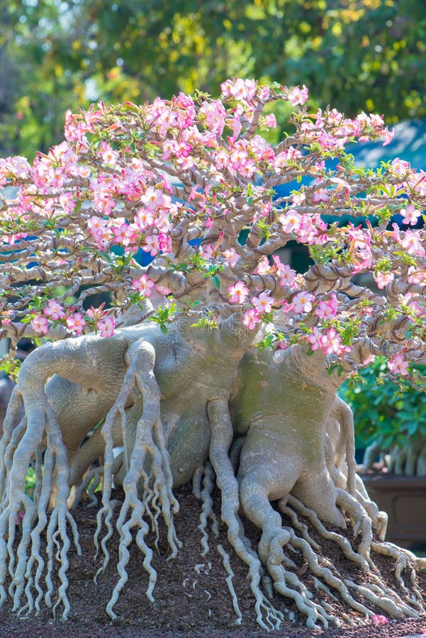 Closed Up Adenium Tree Or Desert Rose In Flower Pot Stock Image Image
