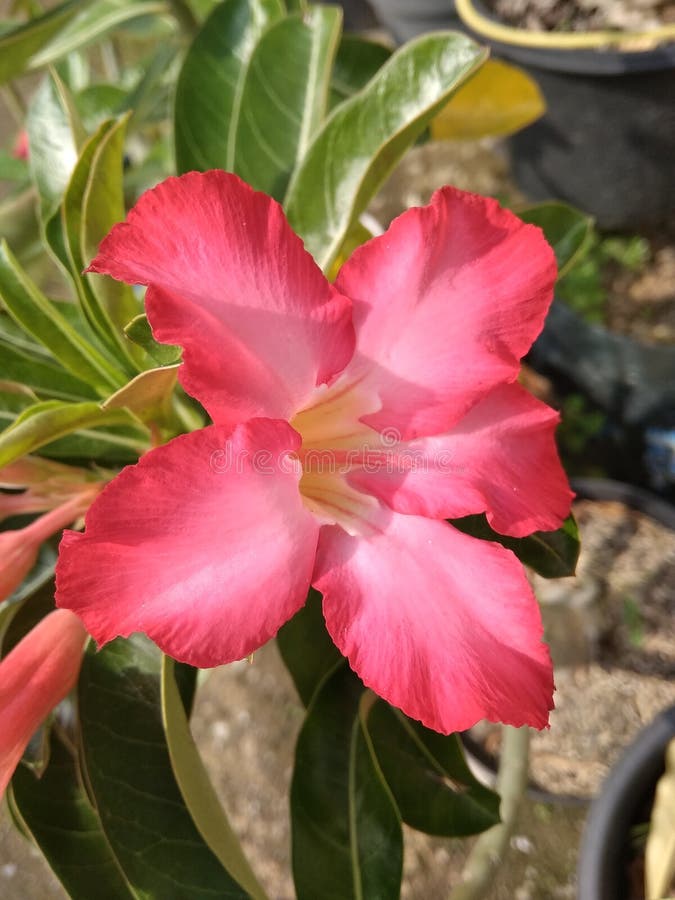 Adenium Tree with Red Color Flowers Stock Image - Image of leaf, orchid ...