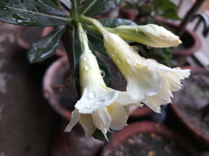 Adenium White Flower in Garden Stock Photo - Image of garden, adenium ...