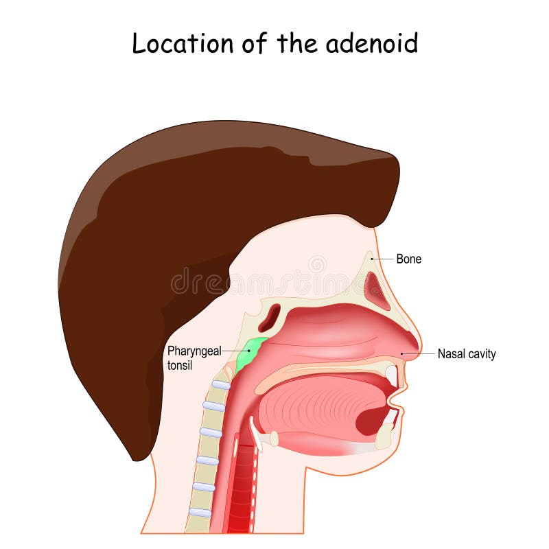 Adenoid Location Lymphatic System Stock Vector Illustration Of Human Oral 205428358
