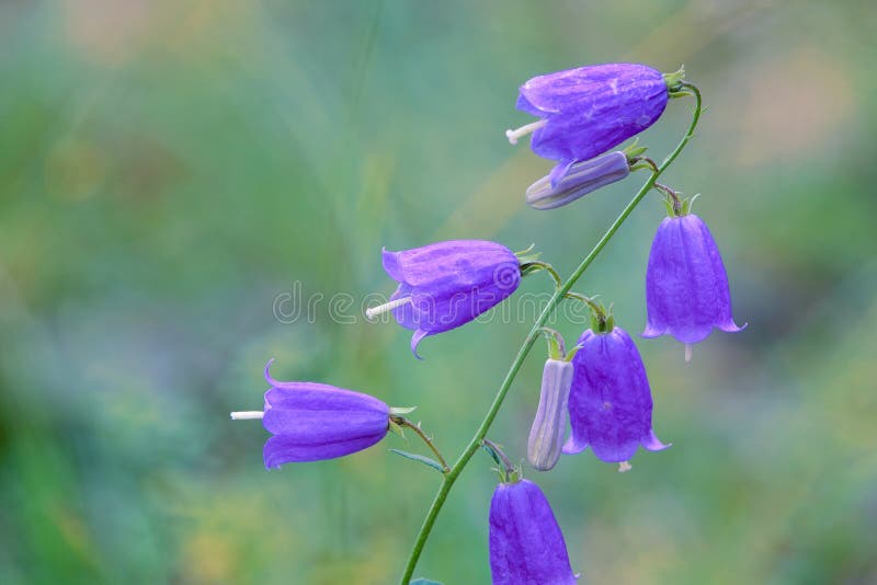 Adenophora stricta stock photo. Image of garden, nature - 194104844
