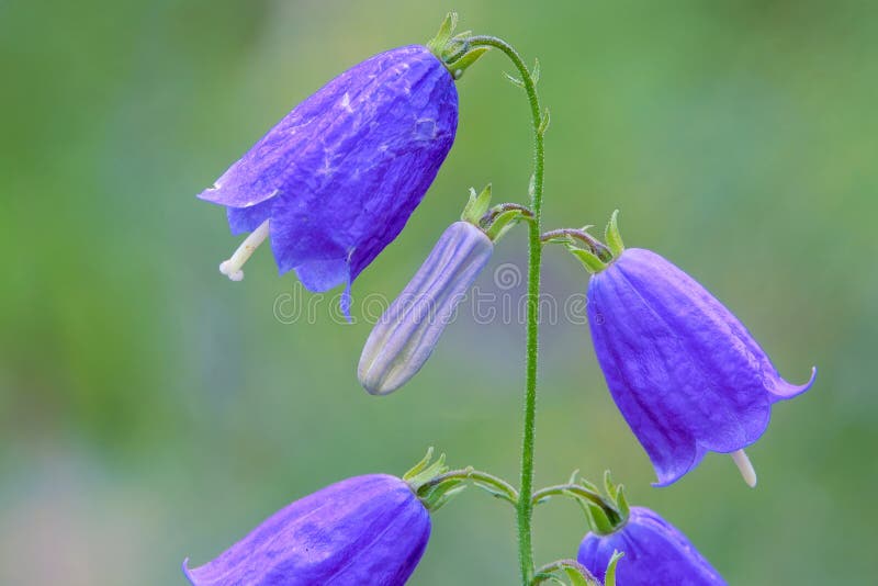 Adenophora stricta stock image. Image of nature, purple - 194107699