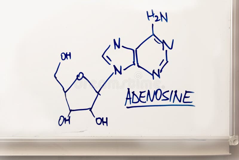 Adenosina fotografia stock. Immagine di allievo, bianco - 11675108