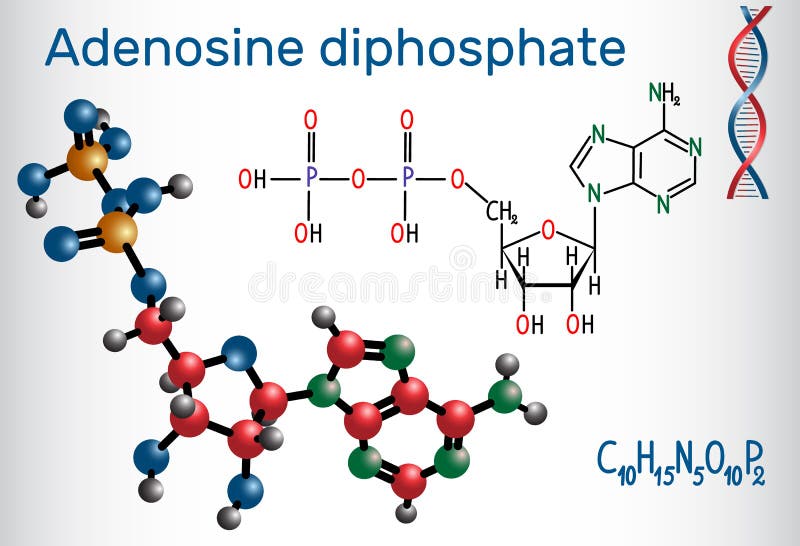 Adenosindiphosphat-ADP-Molekül. Spielt Eine Wesentliche Rolle Im ...