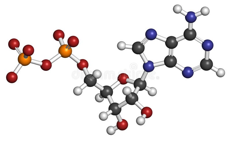 Adenosine Diphosphate ADP Molecule. Plays Essential Role in Energy Use ...