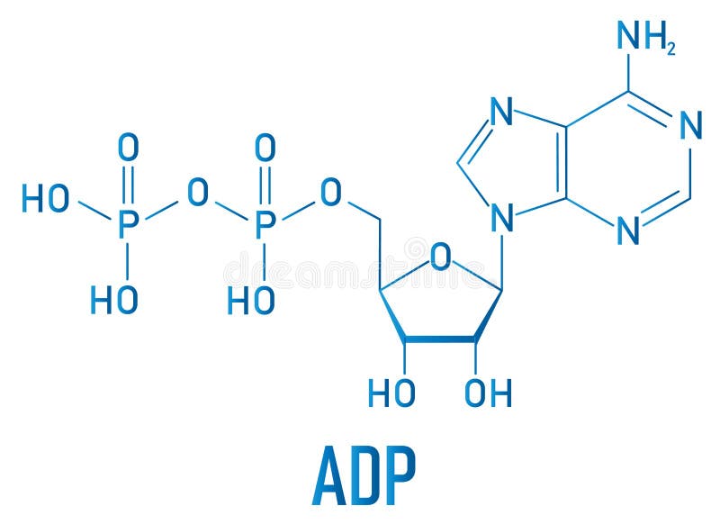 Adenosine Diphosphate or ADP Molecule. Plays Essential Role in Energy ...