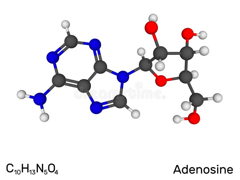 Adenosine, Nucleoside, Neurotransmitter Model Molecule Stock Vector - Illustration of model ...