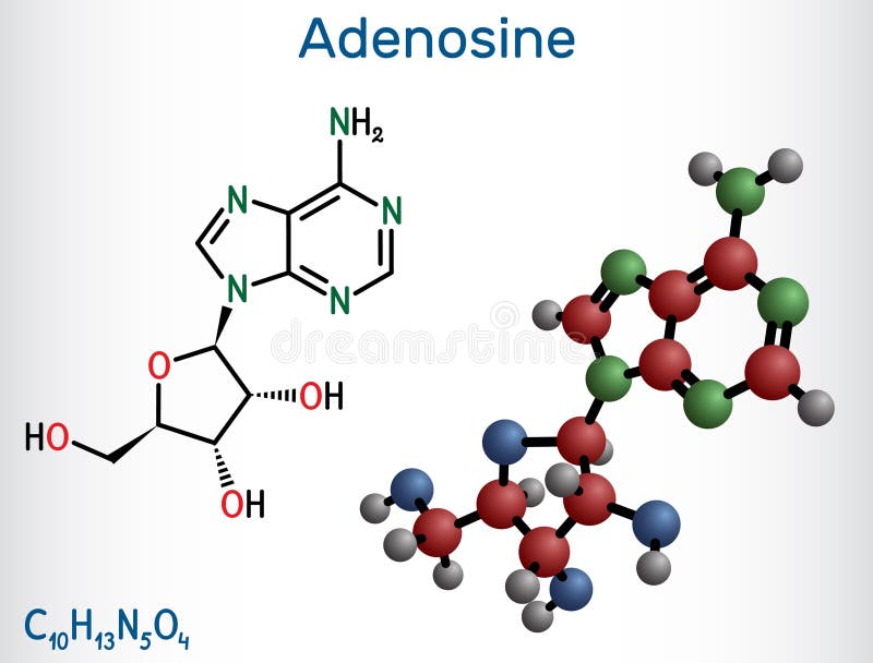 Adenosine Ribonucleoside Molecule. Chemical Structure and Molecule ...