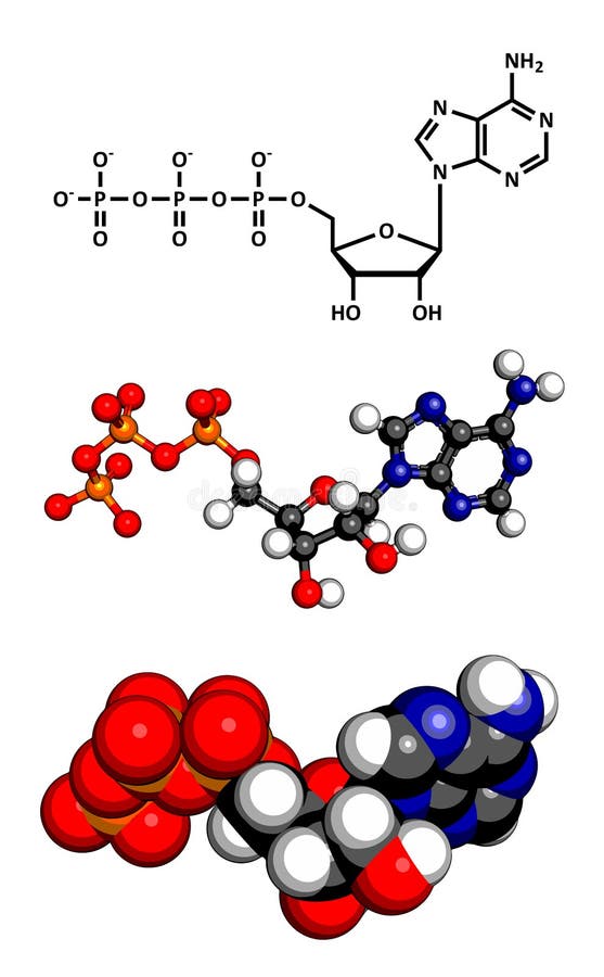 Rna Dna Atp Stock Illustrations – 24 Rna Dna Atp Stock Illustrations ...