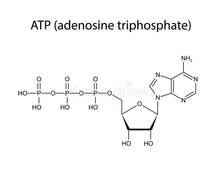 Adenosine Triphosphate, ATP, Molecular Structure Stock Vector - Illustration of medicine ...