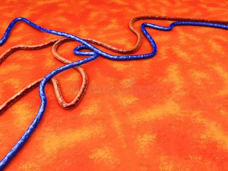 Aders en Slagaders stock illustratie. Illustration of schip - 21883633