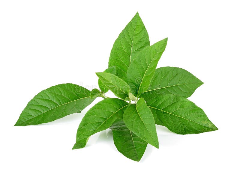 Basak Stock Photos - Free & Royalty-Free Stock Photos from Dreamstime