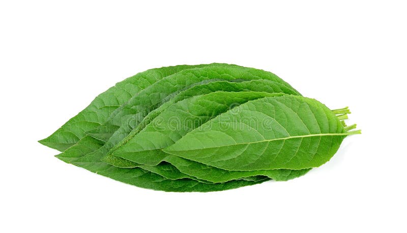 Medicinal Basak leaf stock photo. Image of aromatic, background - 34697486